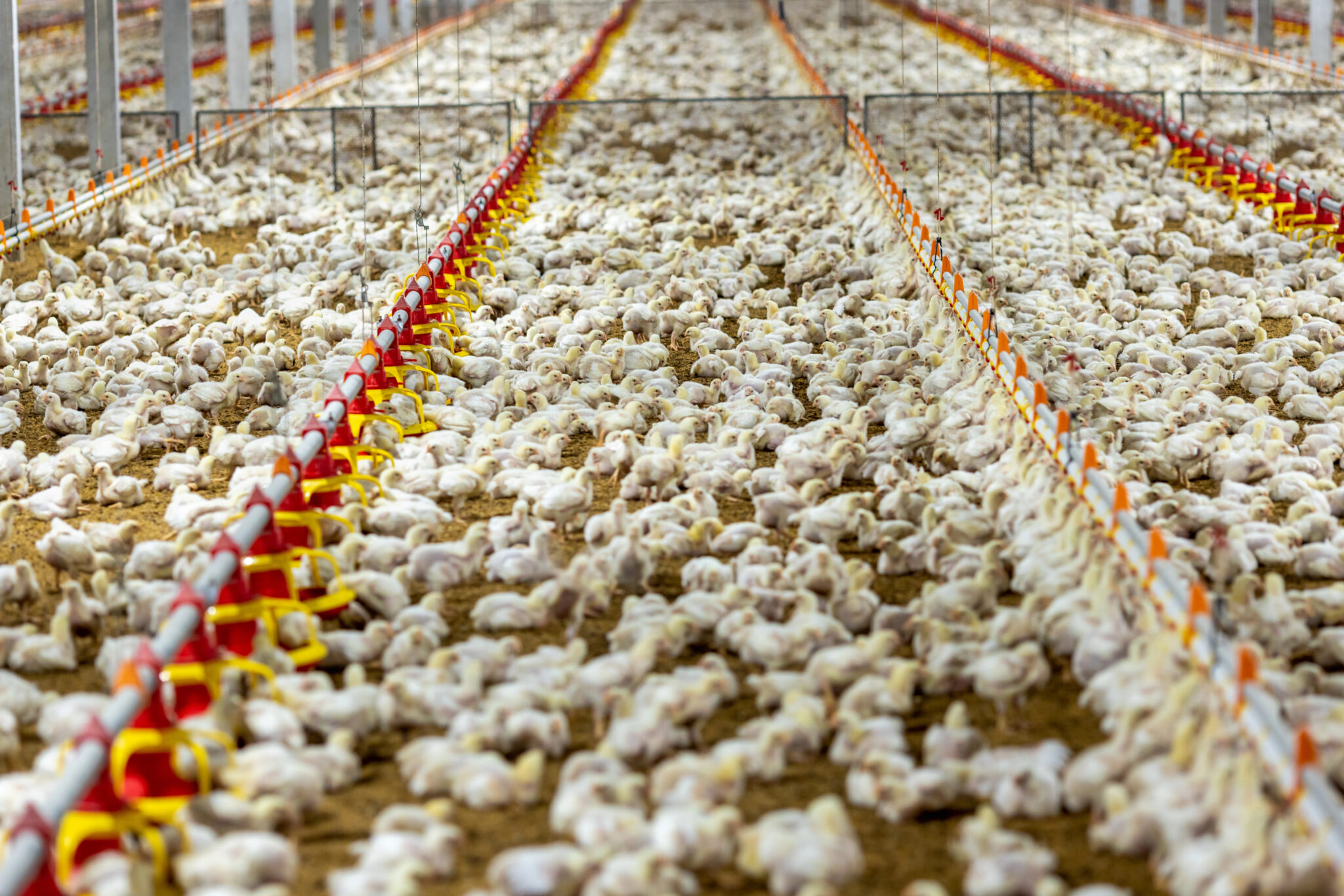 Factory Farming Facts That Could Change How You Eat And Why It Matters ...