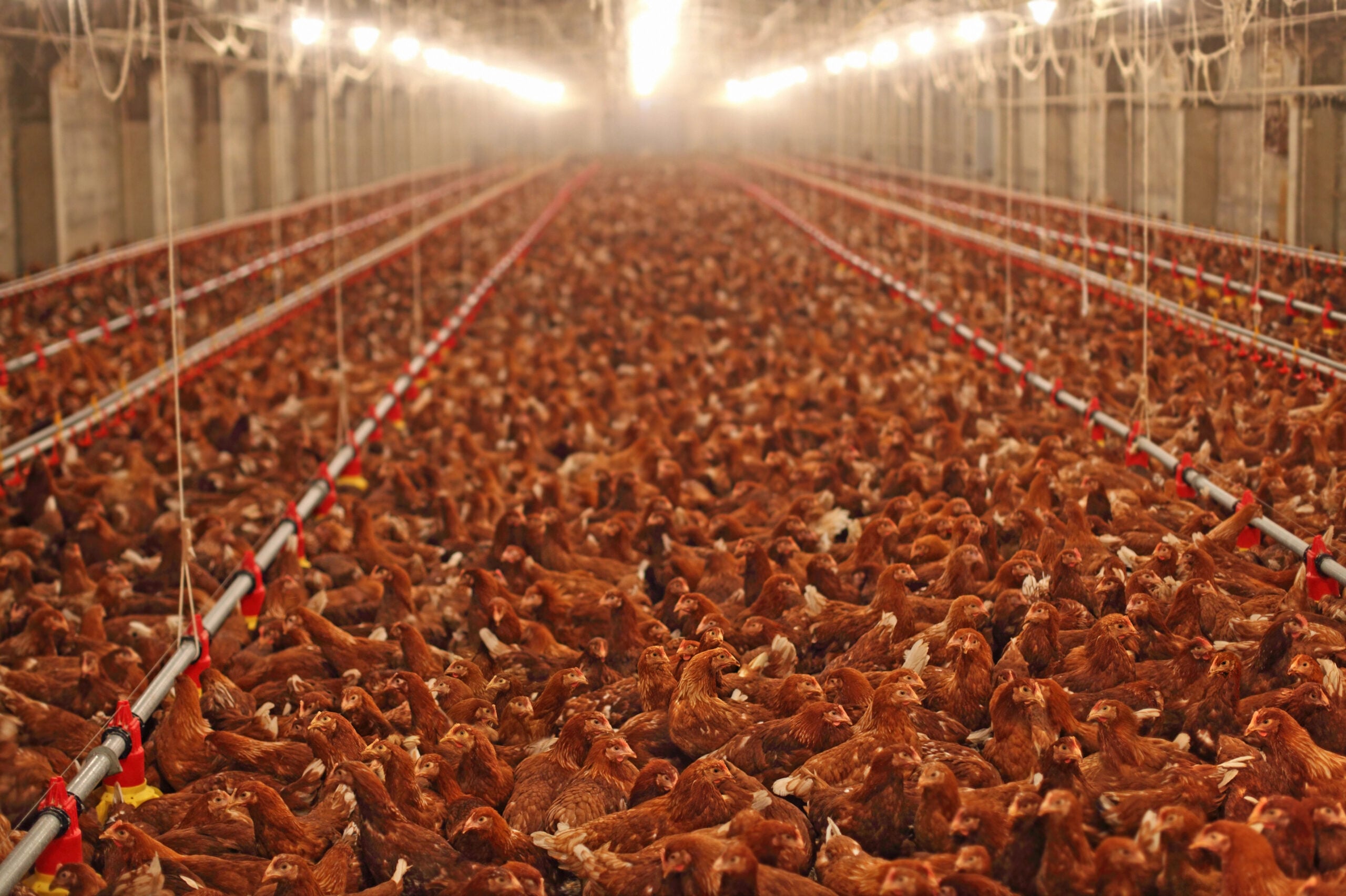 Factory Farming Facts That Could Change How You Eat And Why It Matters ...