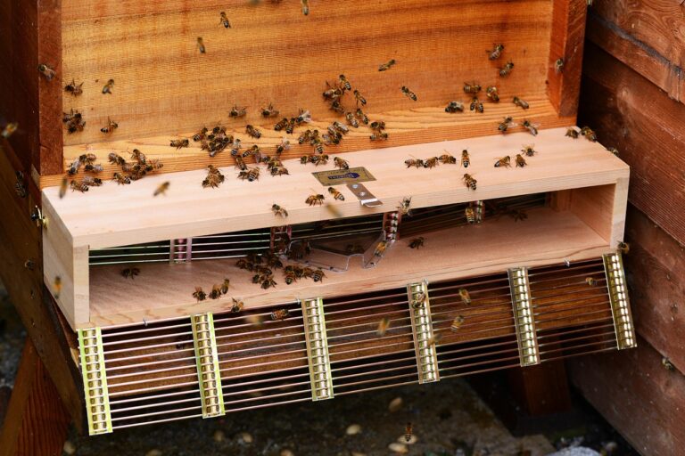 Raising Honey Bees: Beekeeping for Beginners