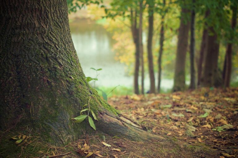 Be A Tree, Not A Tombstone: Green Burial Options That Give Life Back