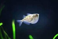 The Ultimate Guide to Freshwater Aquarium Fish