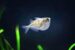 The Ultimate Guide to Freshwater Aquarium Fish