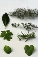 Secrets to Herb Gardening for Beginners - Earth's Friends