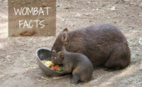 The Ultimate Wombat Facts Guide - Earth's Friends