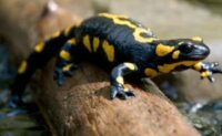 16 Types of Salamanders, Explained - Earth's Friends